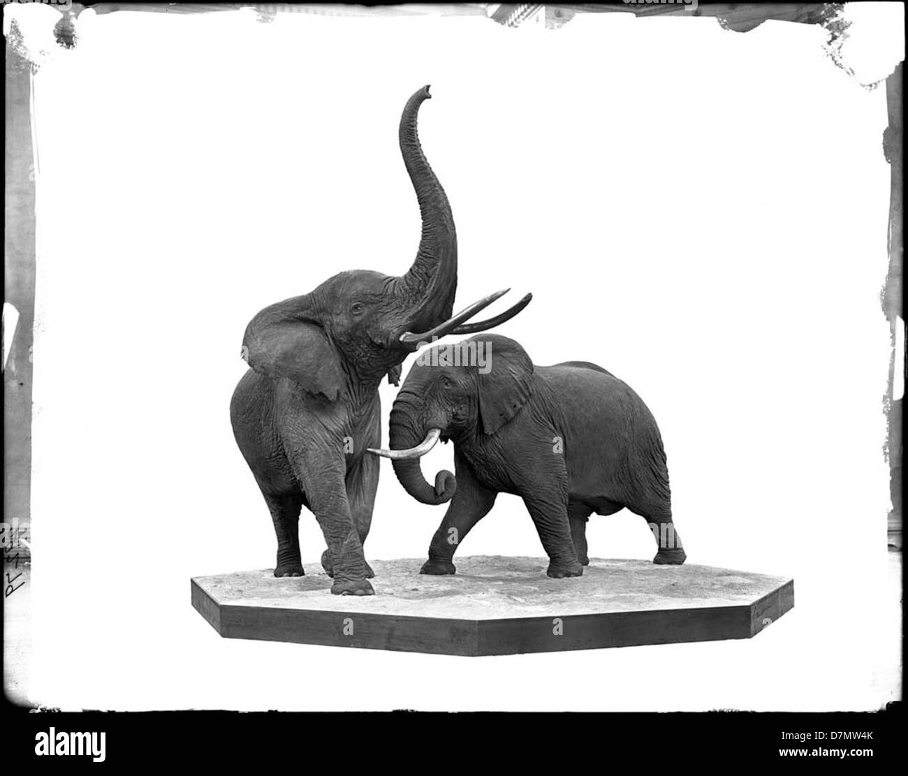 Focused african Black and White Stock Photos & Images - Alamy