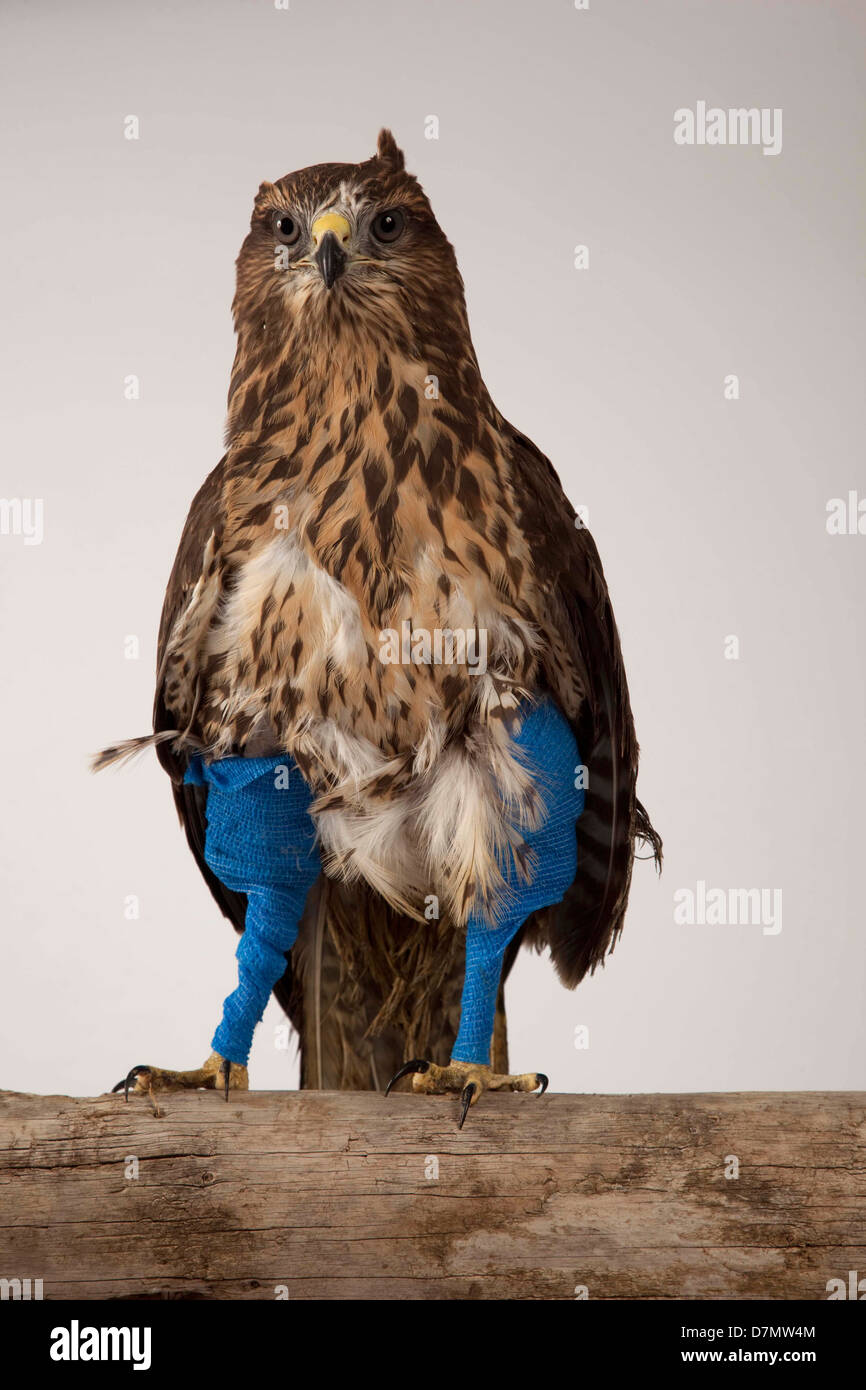 Common Buzzard with two broken legs Stock Photo - Alamy