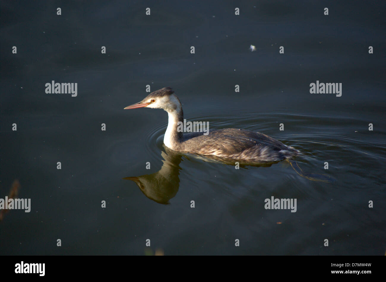 Baby grey heron uk hi-res stock photography and images - Alamy