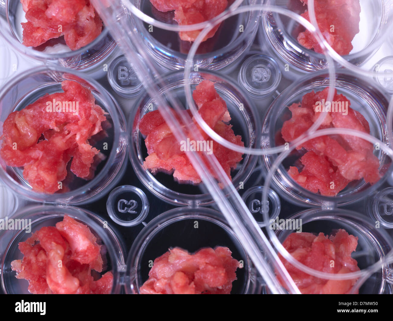Laboratory testing food genetic hi-res stock photography and images - Alamy