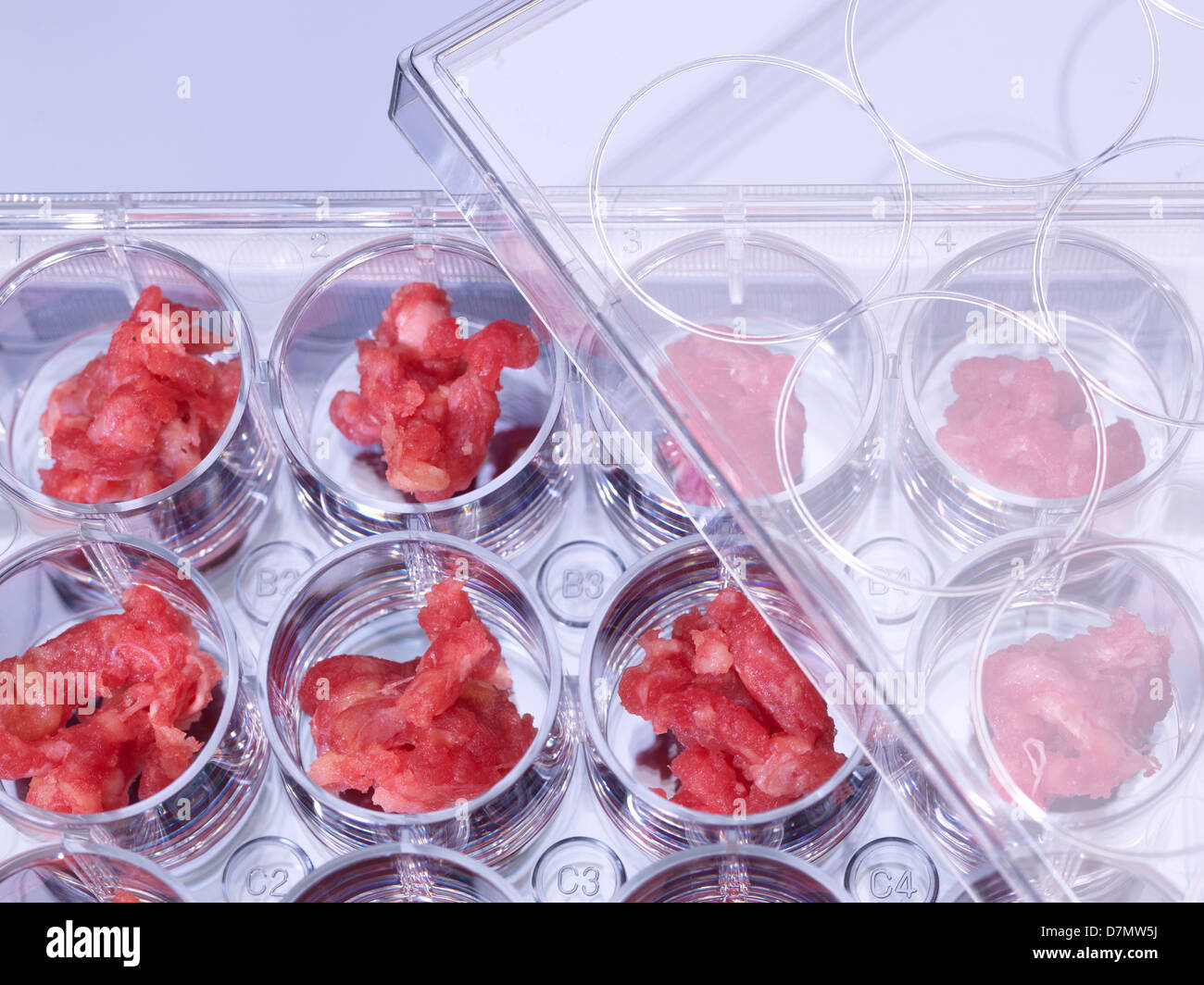 Genetic testing of meat, conceptual image Stock Photo - Alamy