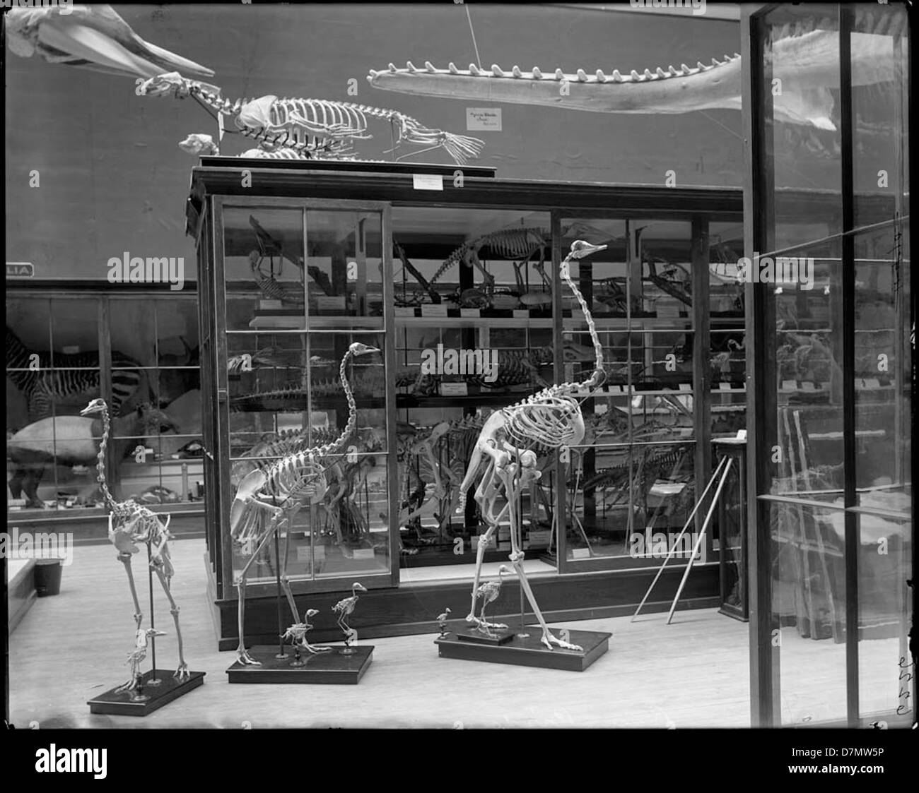 Ostrich anatomy hi-res stock photography and images - Alamy