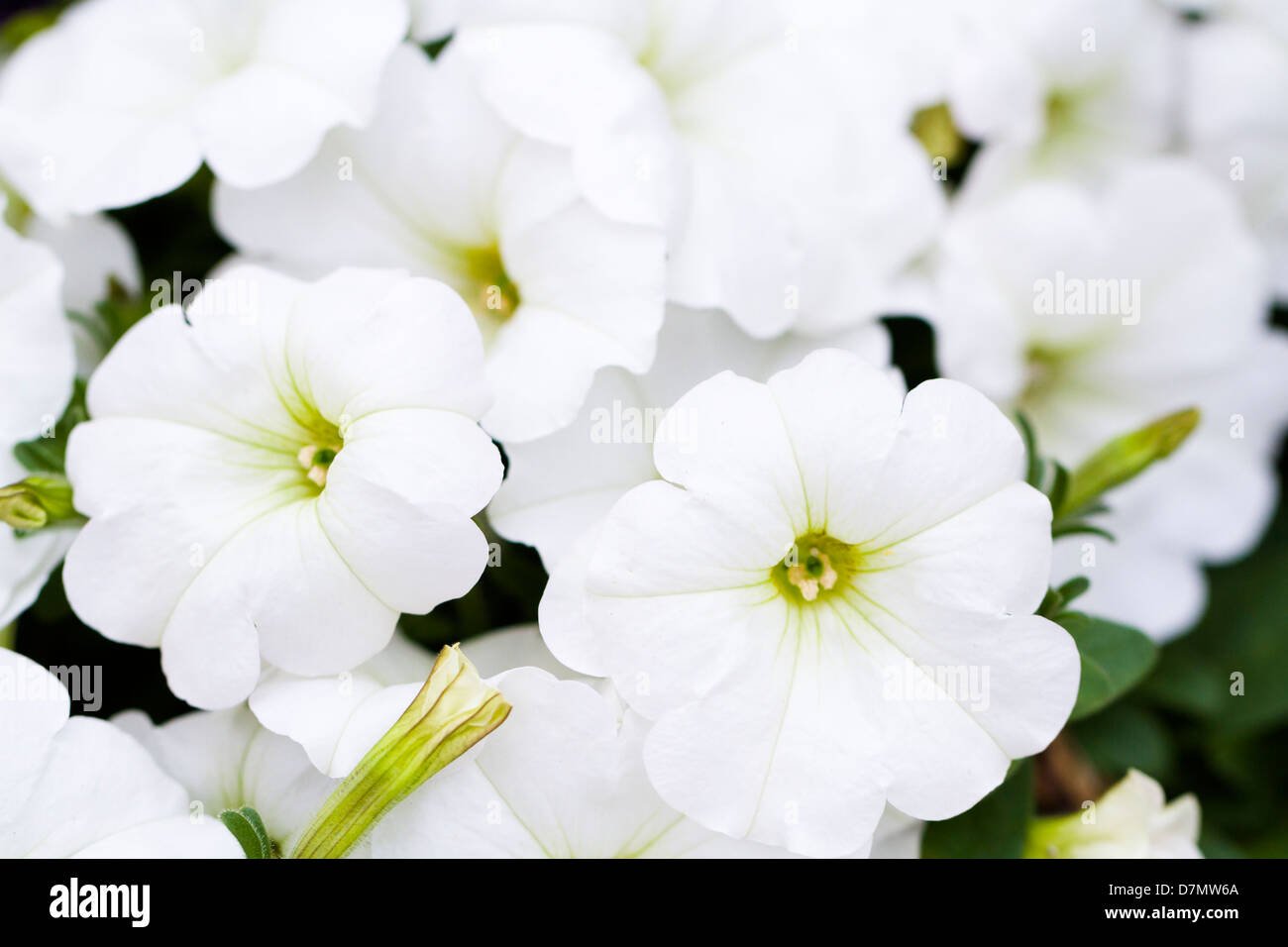 Spring flowers on display at local nursery Stock Photo - Alamy