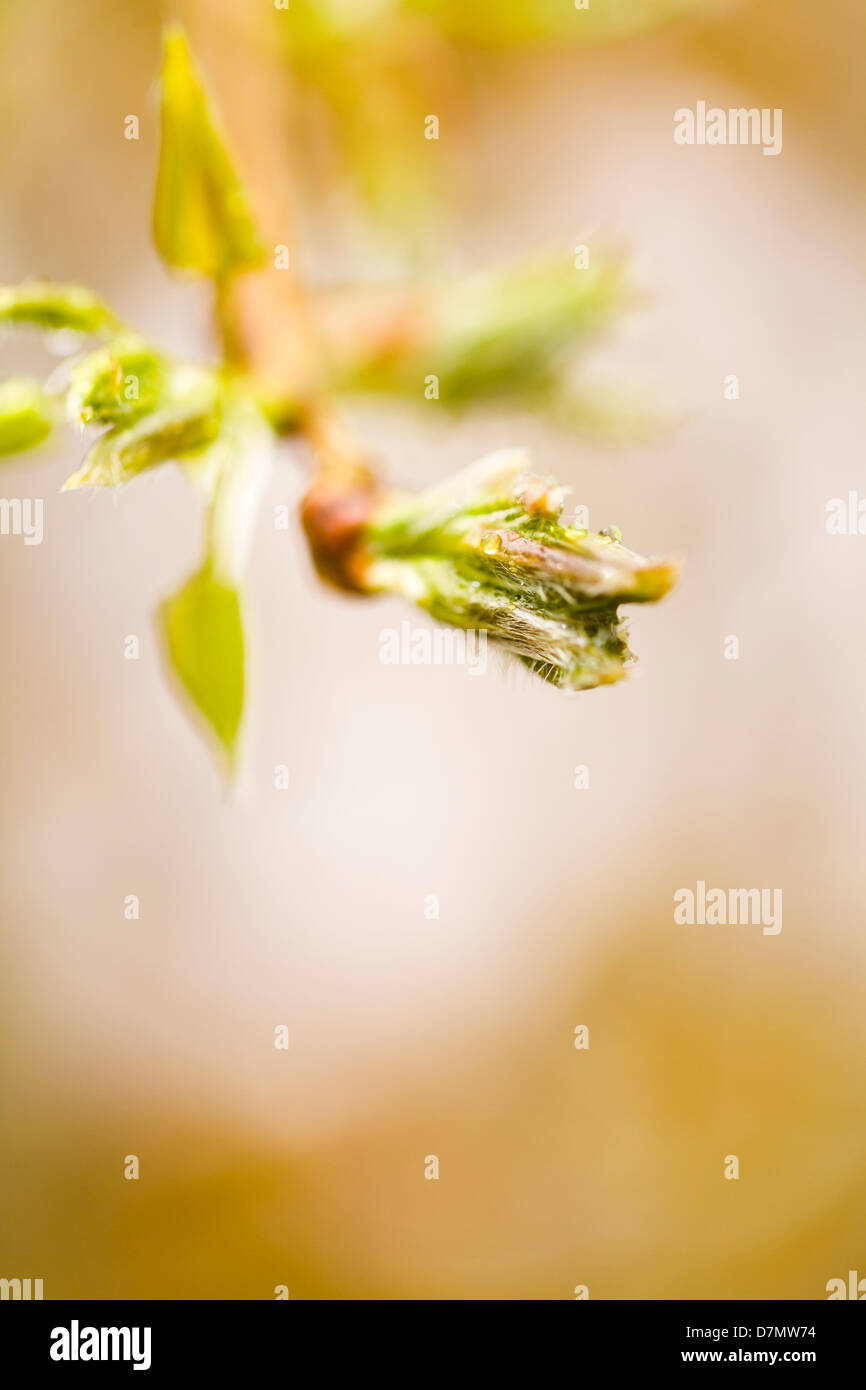 Spring garden in full bloom Stock Photo - Alamy