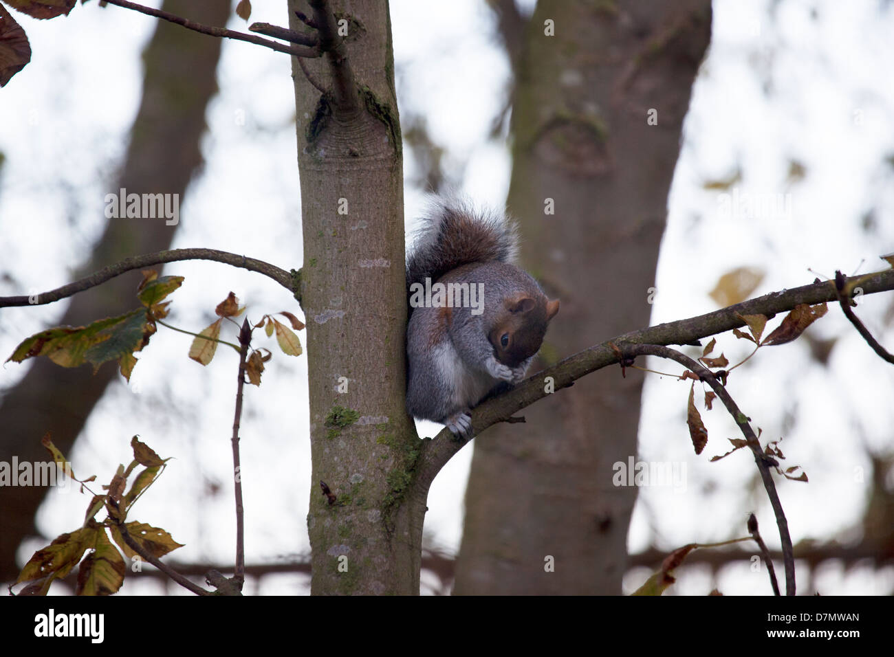 Species of tree squirrel hi-res stock photography and images - Alamy