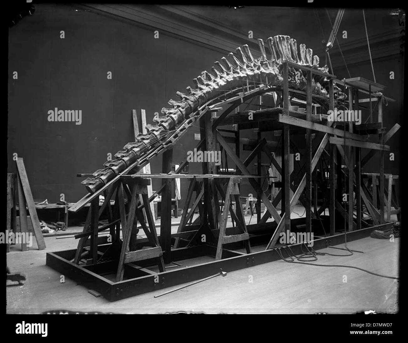 Apatosaurus (Brontosaurus) skeleton Stock Photo - Alamy
