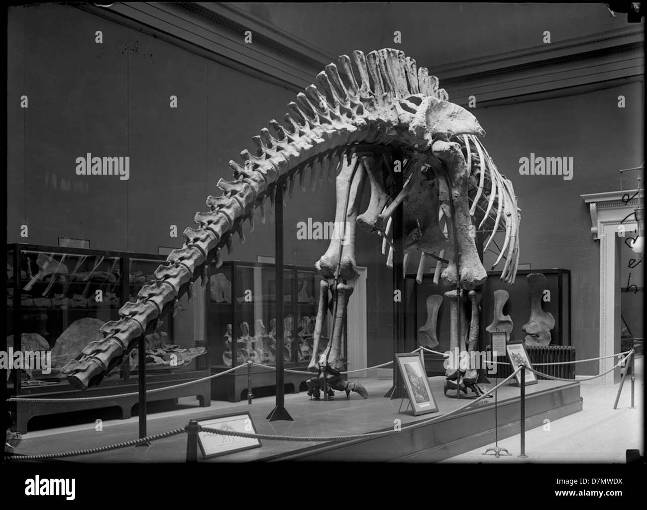Apatosaurus skeleton construction Stock Photo - Alamy