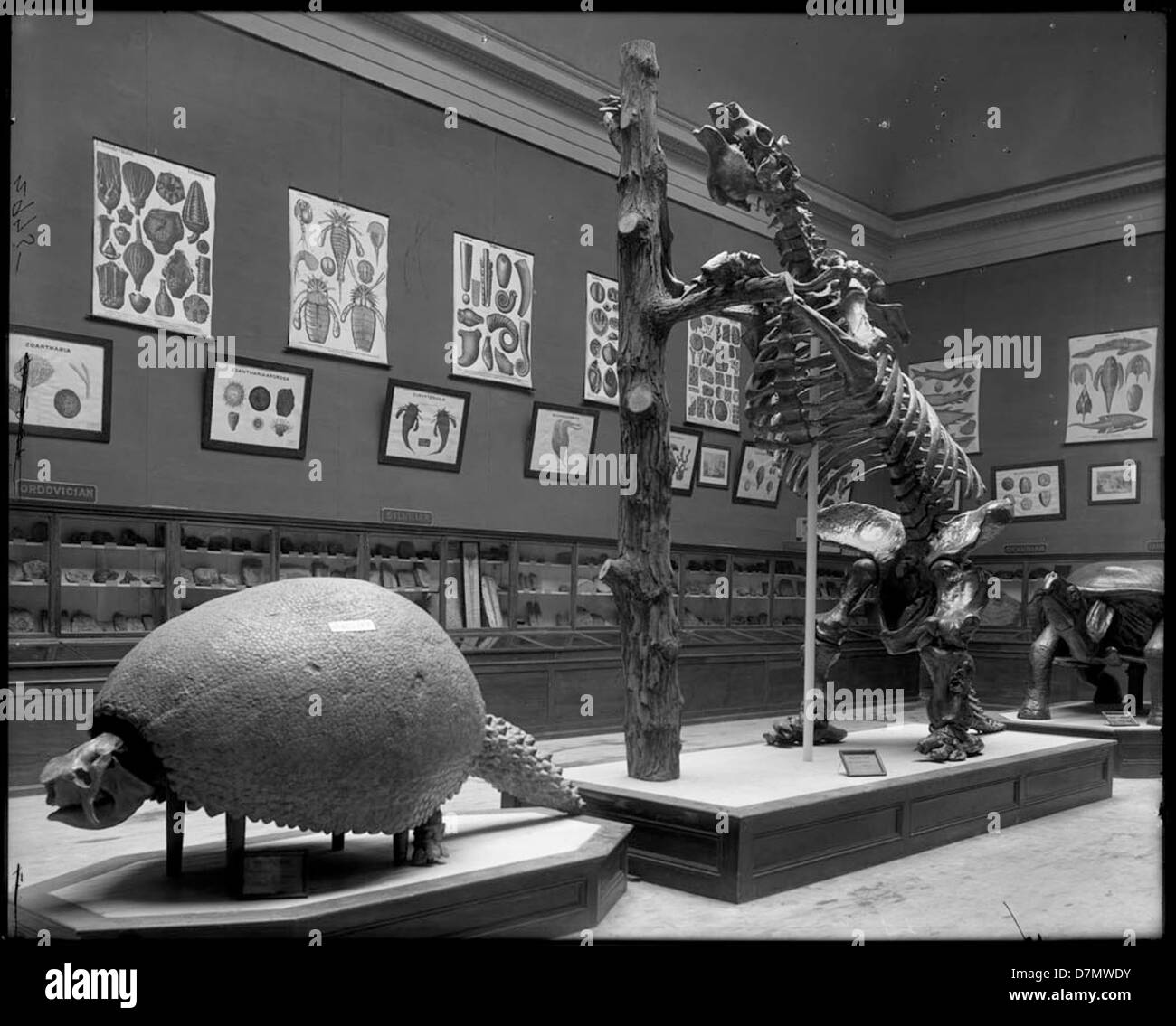 Mesozoic fossils on display at the Chicago Columbian Field Museum ...