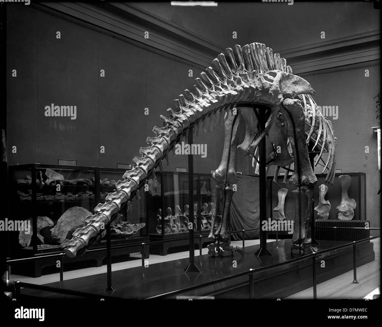 Apatosaurus skeleton Black and White Stock Photos & Images - Alamy