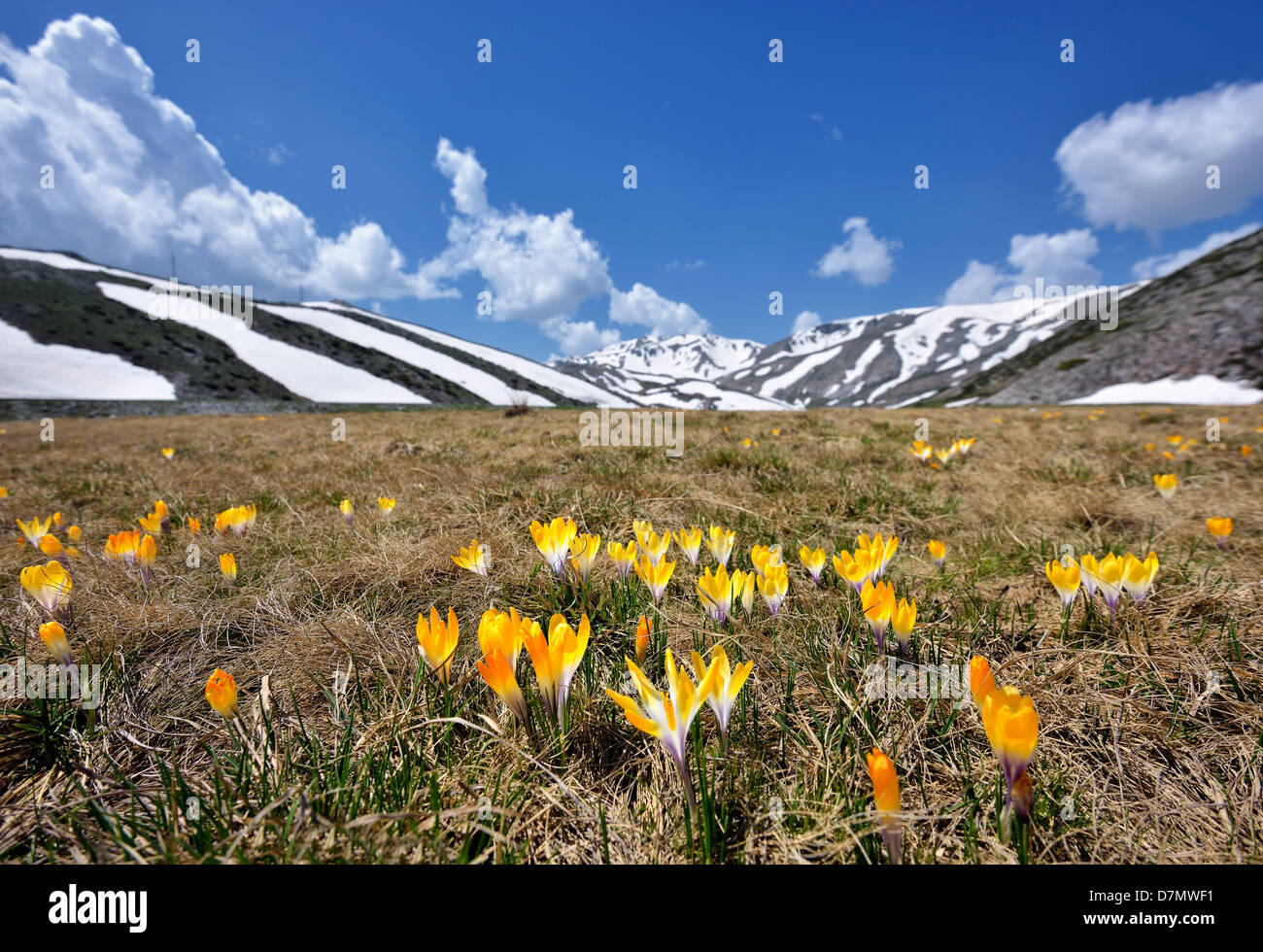 Spring flowers in snow hi-res stock photography and images - Alamy