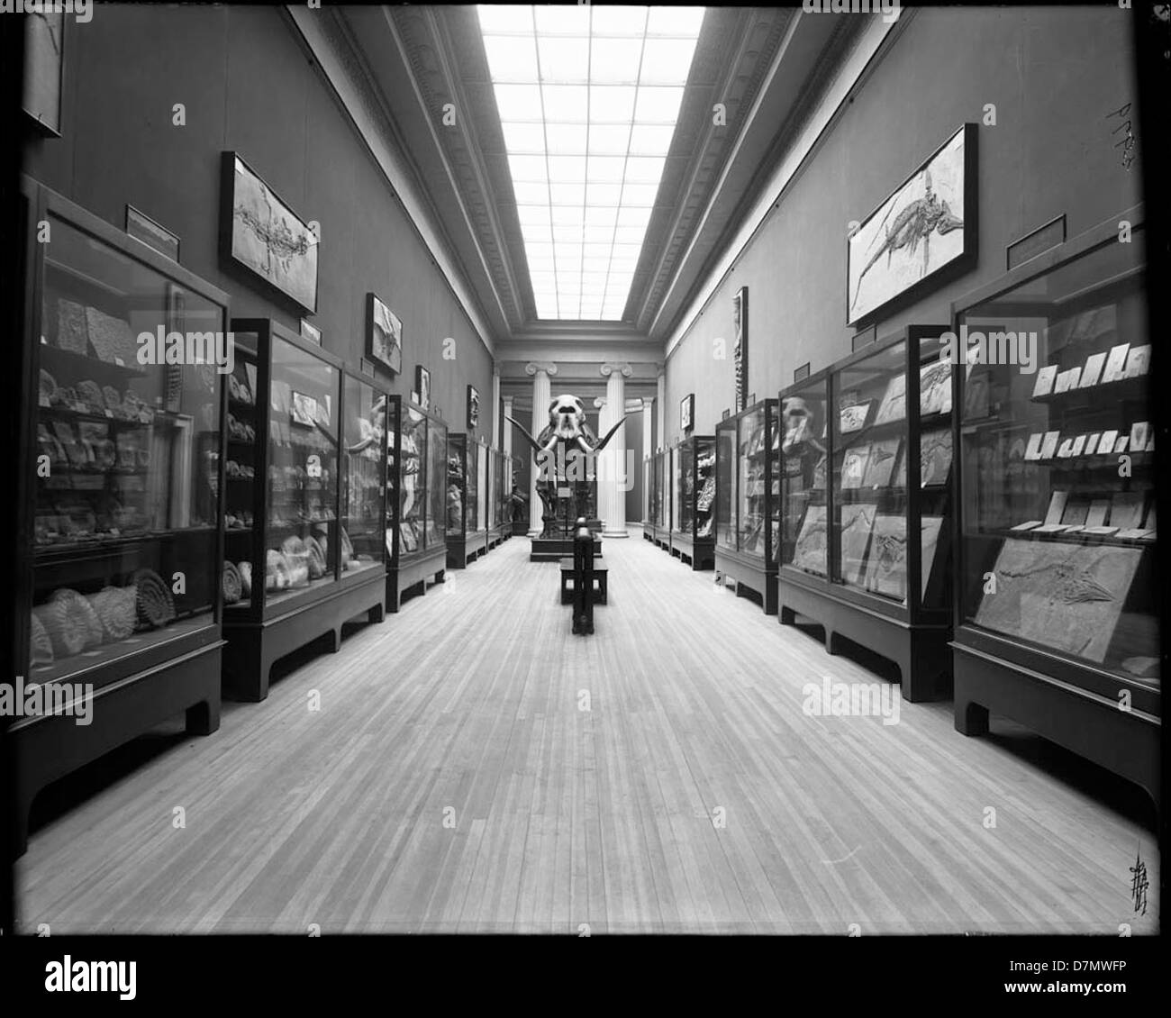 Skeleton mammoth Black and White Stock Photos & Images - Alamy