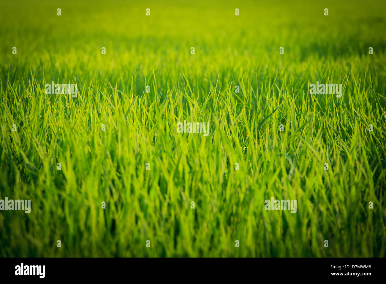 Paddy Rice field green grass in Thailand Stock Photo - Alamy