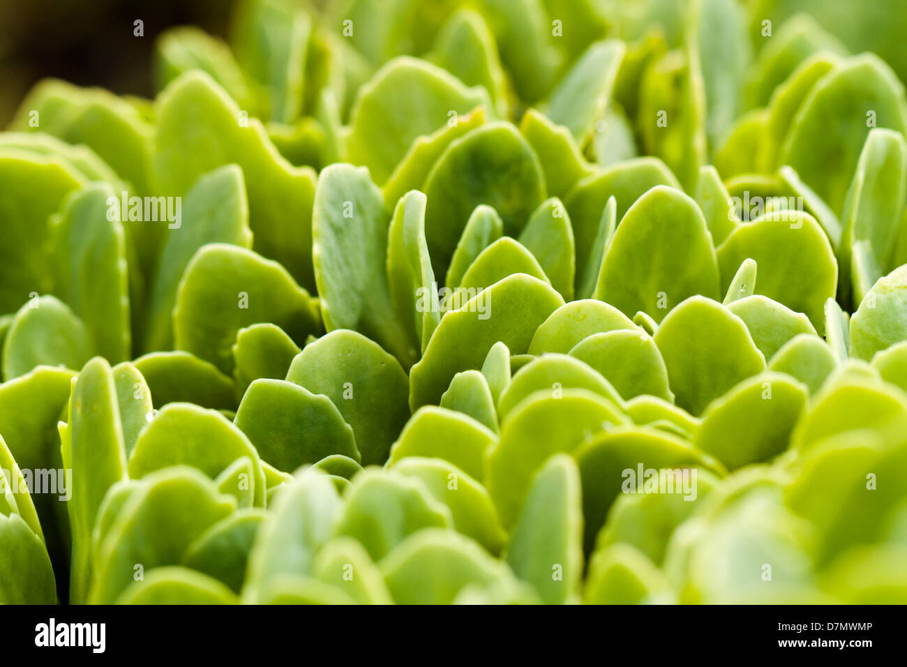 Spring garden in full bloom Stock Photo - Alamy