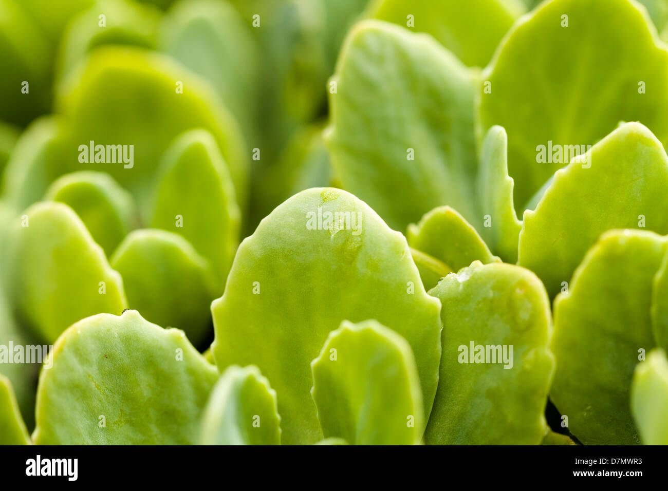 Spring garden in full bloom Stock Photo - Alamy