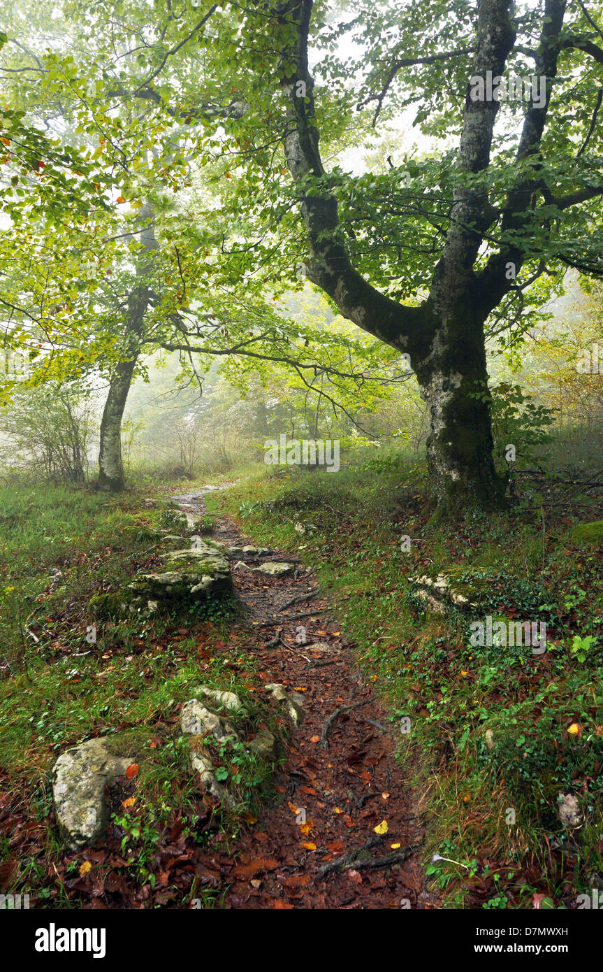 trail in forest with fog and rain Stock Photo - Alamy