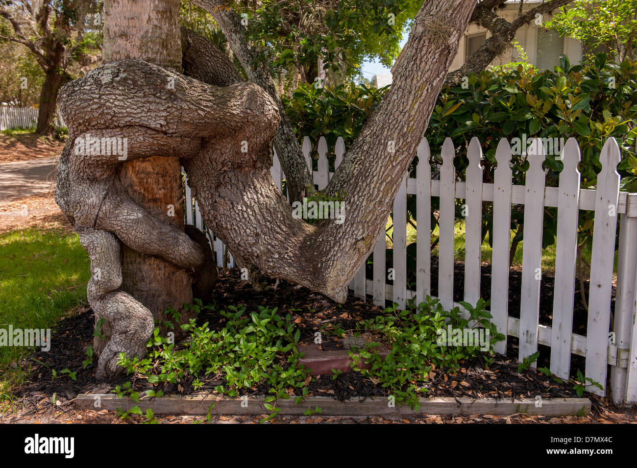 USA, Florida, New Smyrna Beach, twisted tree Stock Photo - Alamy