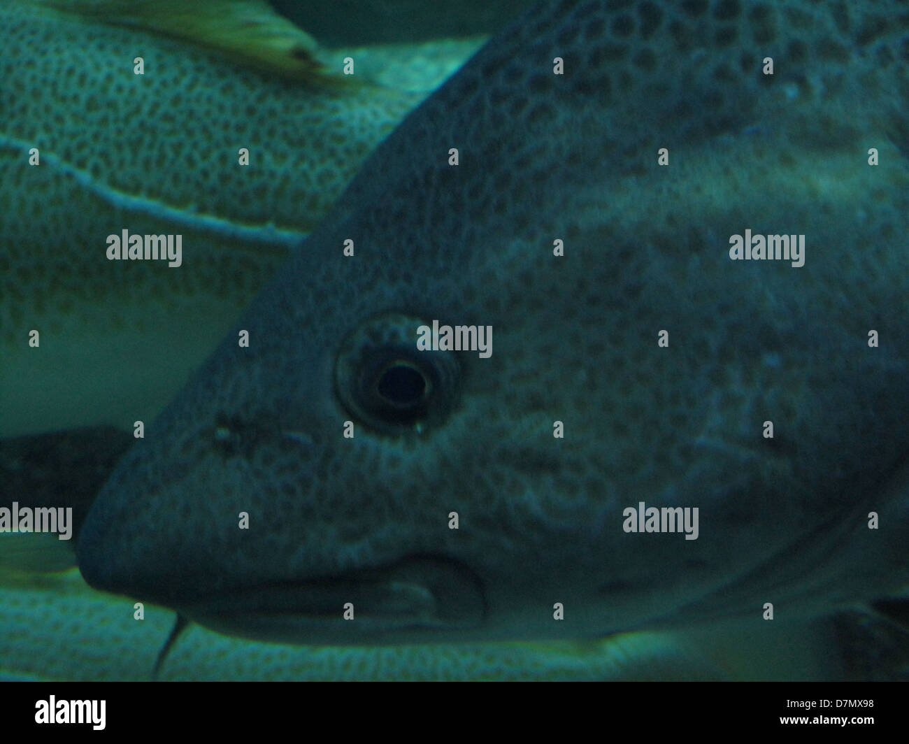 Marine plankton fish hi-res stock photography and images - Alamy