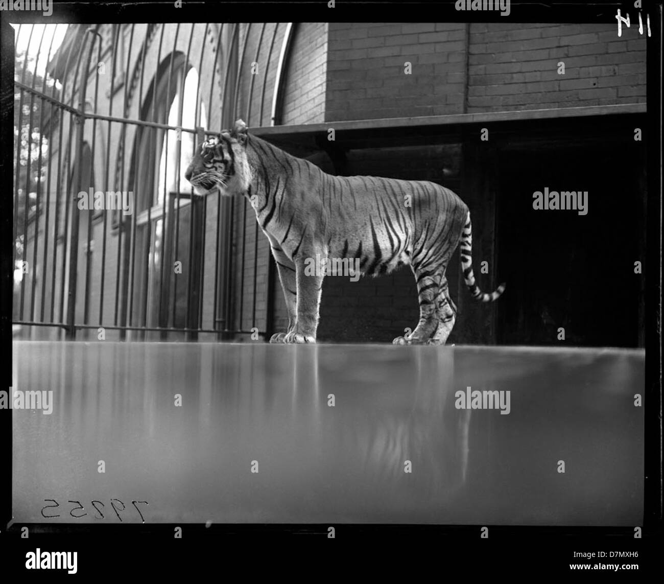 Tiger enclosure Black and White Stock Photos & Images - Alamy