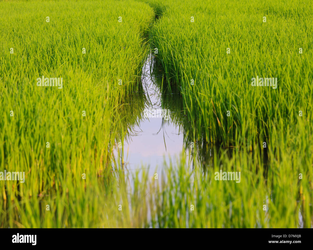 Indigenous paddy hi-res stock photography and images - Alamy