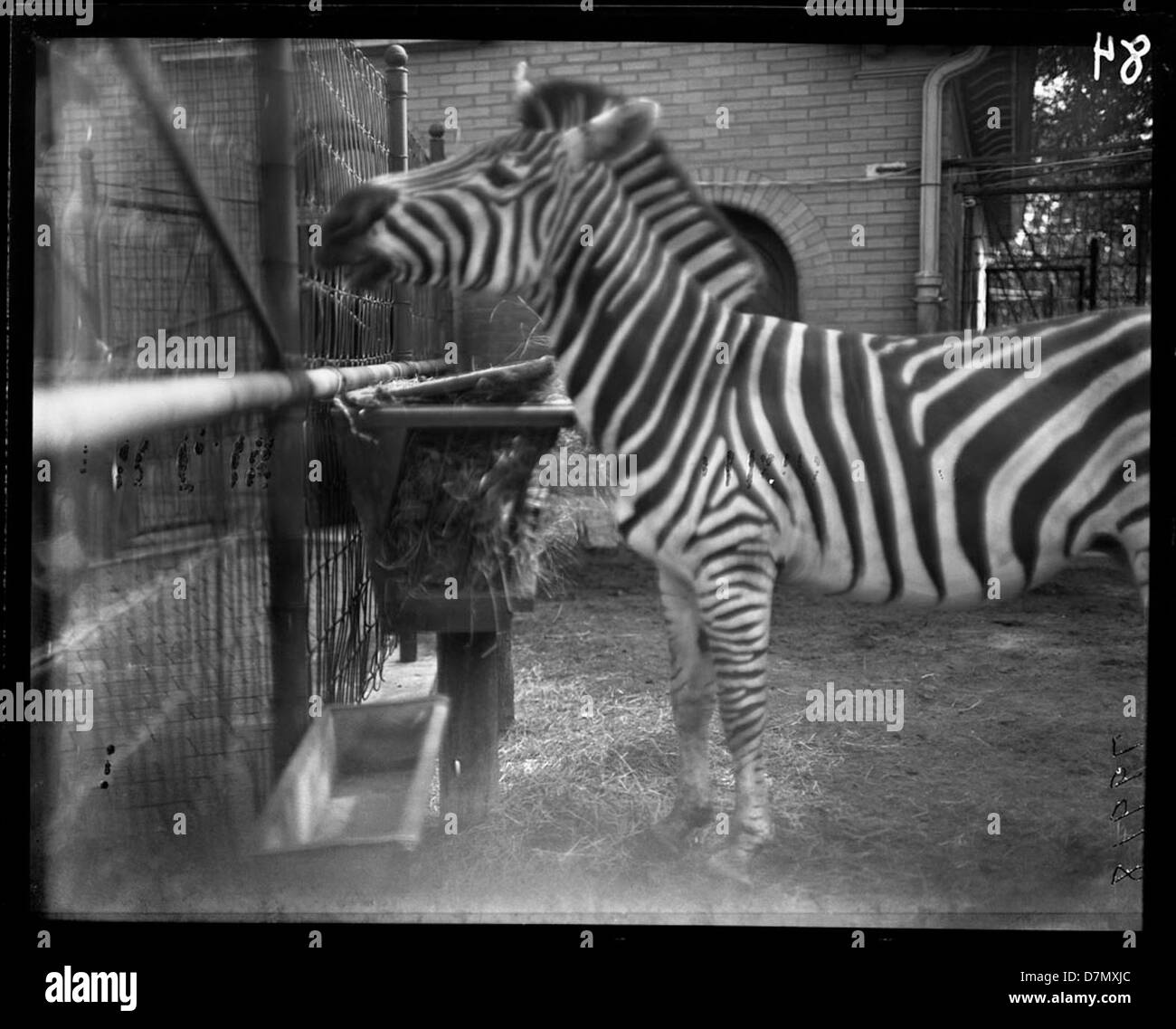 Old zebra Black and White Stock Photos & Images - Alamy