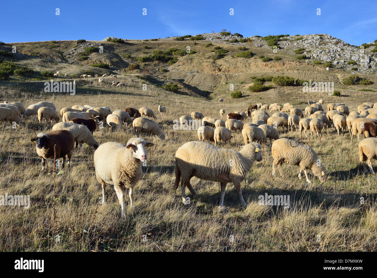Sheep on the Bistra mountain in summer Stock Photo - Alamy