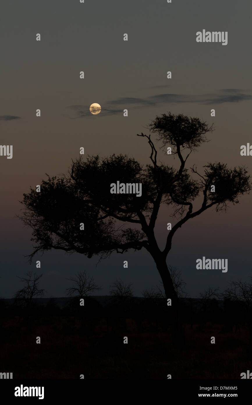 tree after sunset with moon and clouds Stock Photo - Alamy