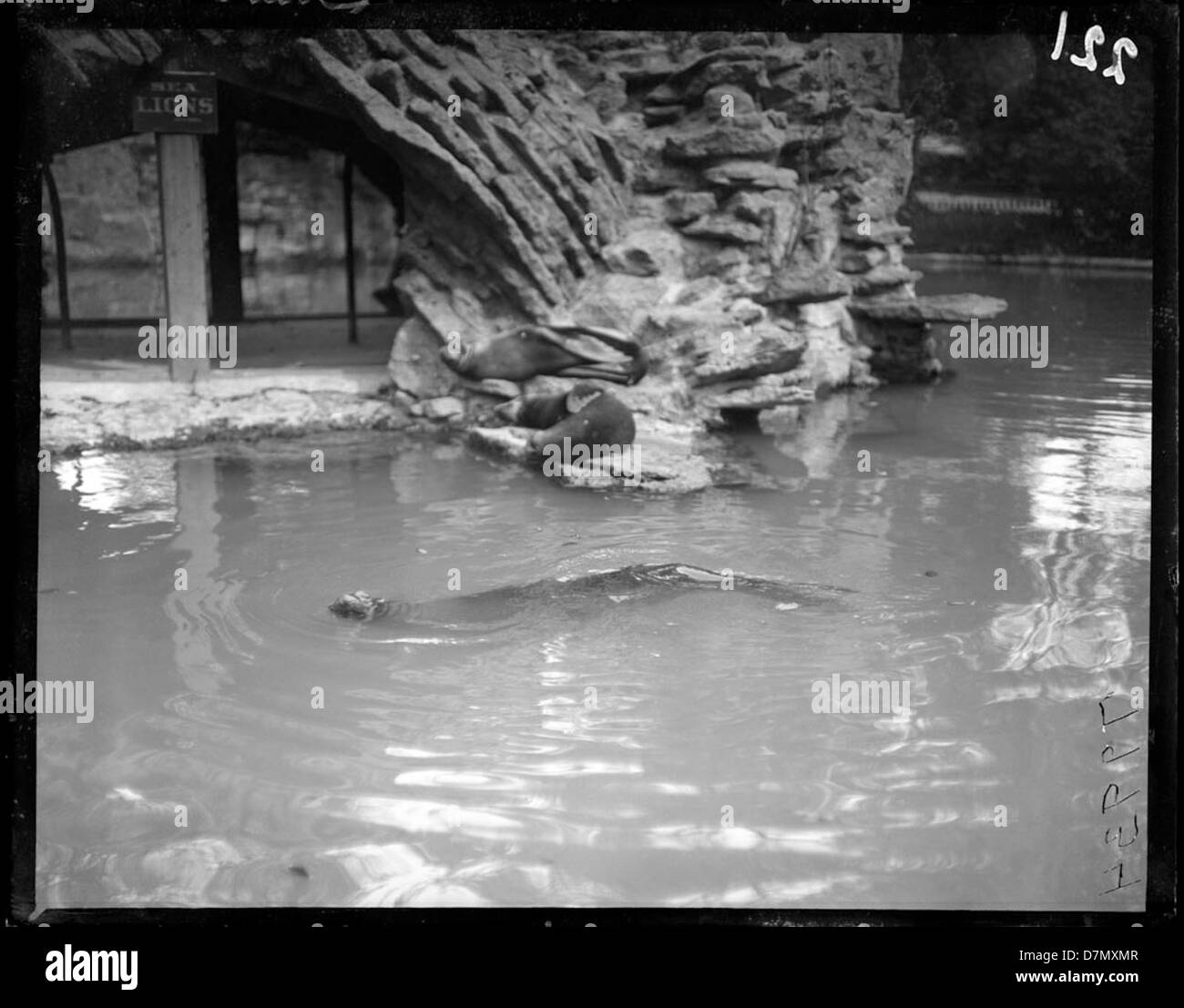 Lincoln park zoo lion Black and White Stock Photos & Images - Alamy