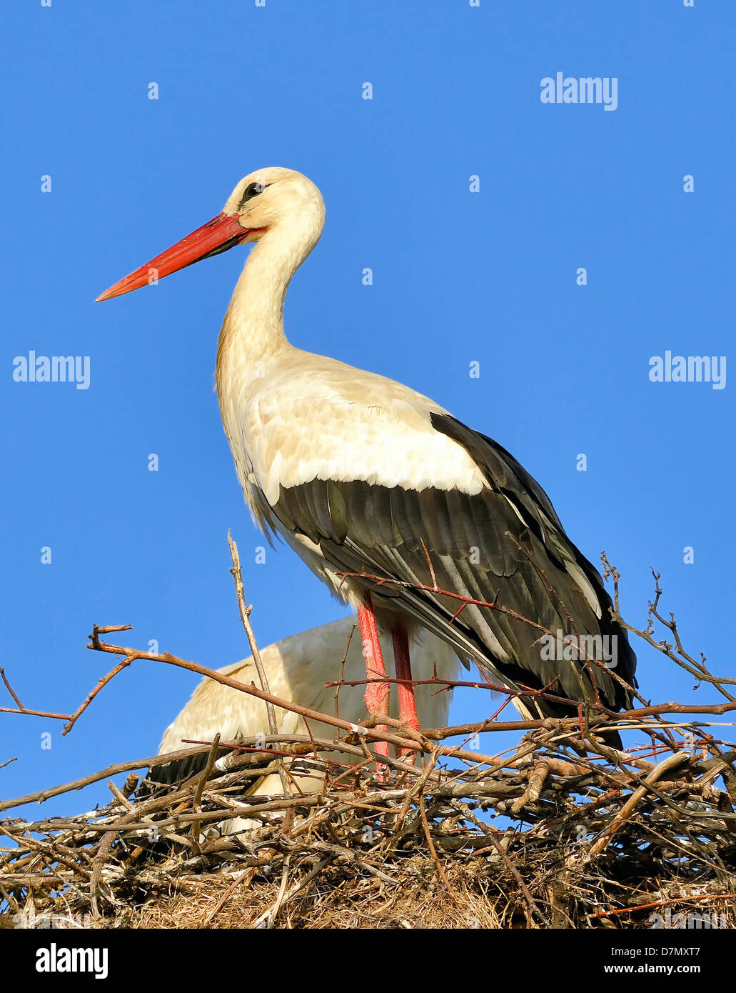 a white stork in his nest in spring Stock Photo - Alamy