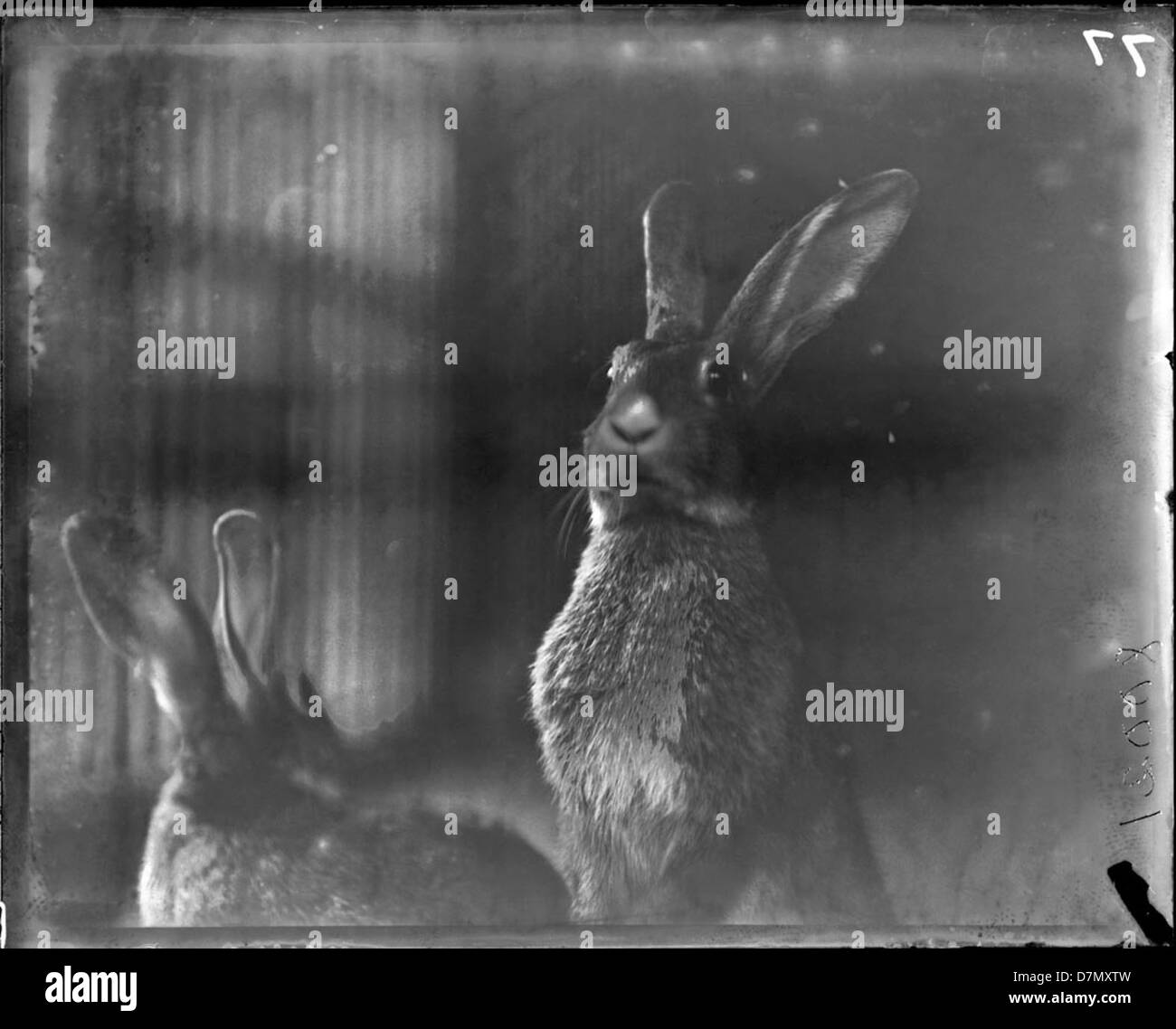 White Rabbit Weneedfun