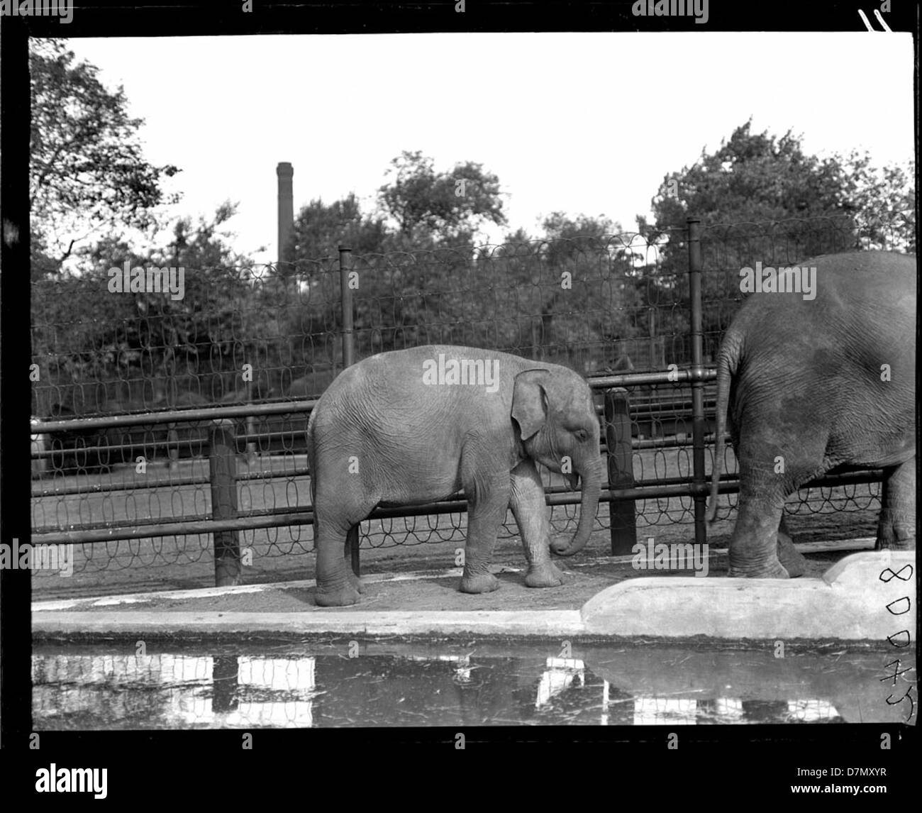 A baby elephant is pictured at the Lincoln Park Zoo in Chicago. The ...