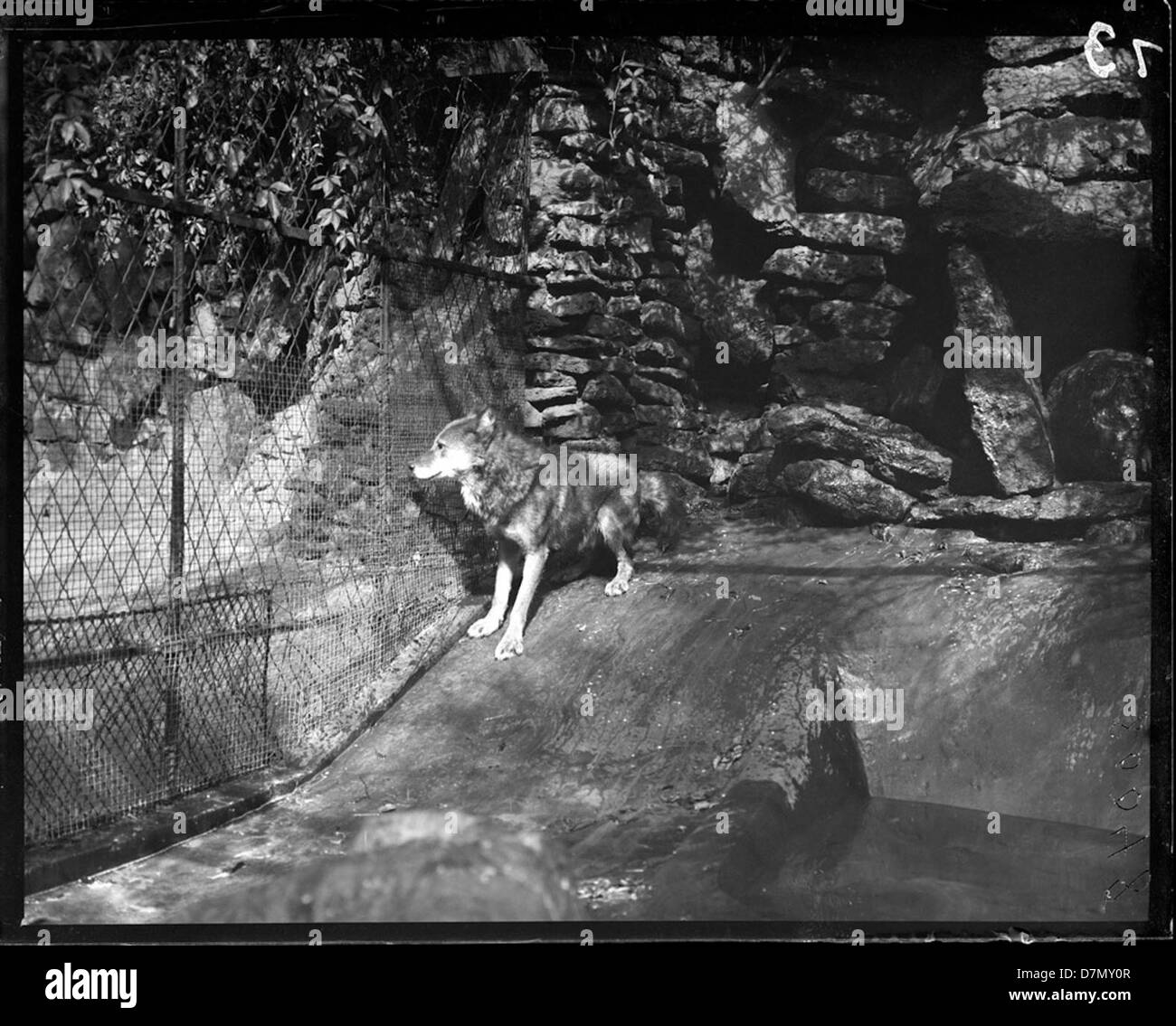 Old wolves Black and White Stock Photos & Images - Alamy