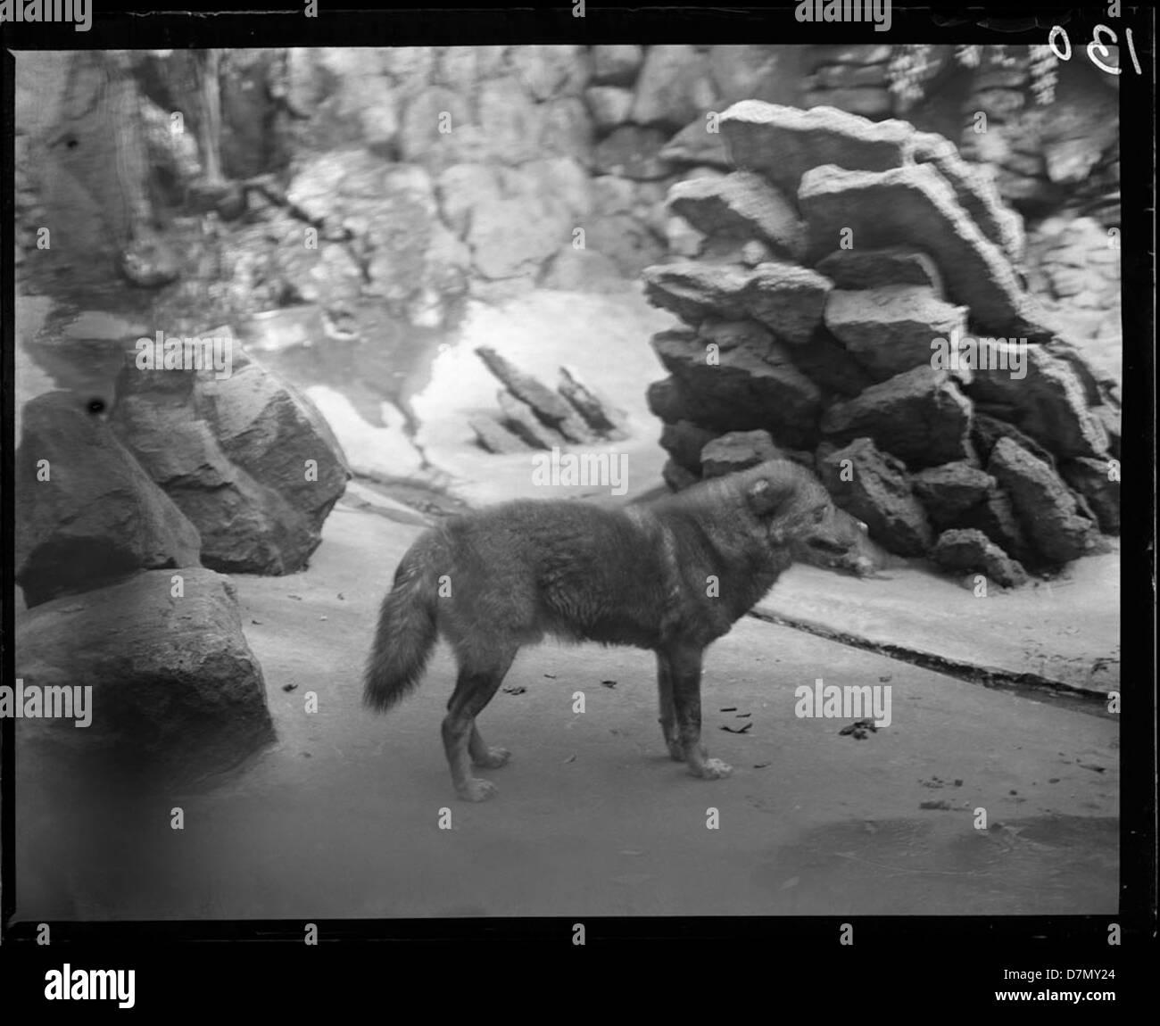 A historic photograph of a wolf at the Lincoln Park Zoo in Chicago ...