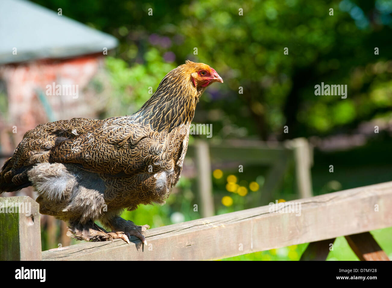 Sitting On Farm Gate High Resolution Stock Photography and Images - Alamy