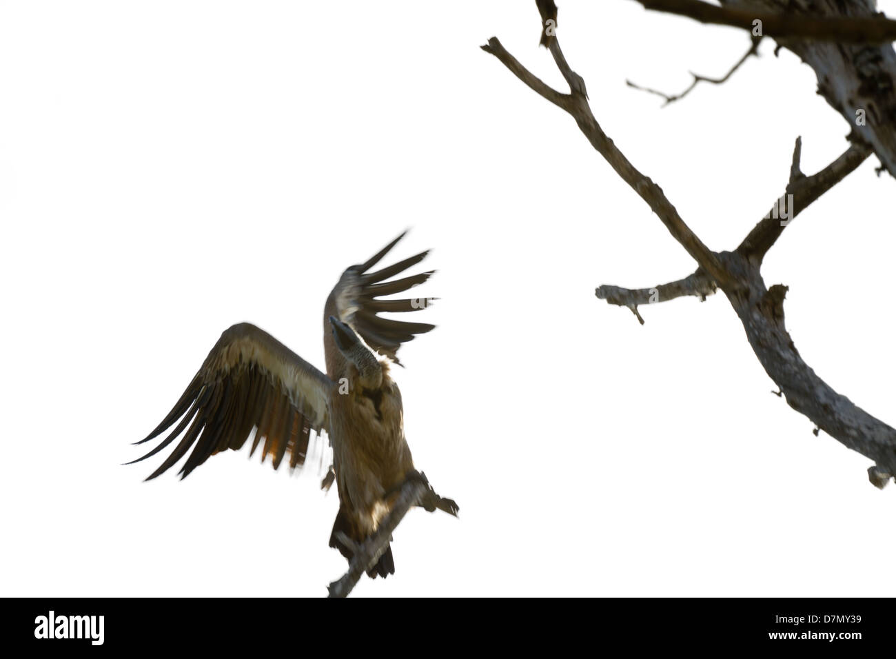 White-backed Vulture taking off Stock Photo - Alamy White-backed Vulture taking off Stock Photo - Alamy