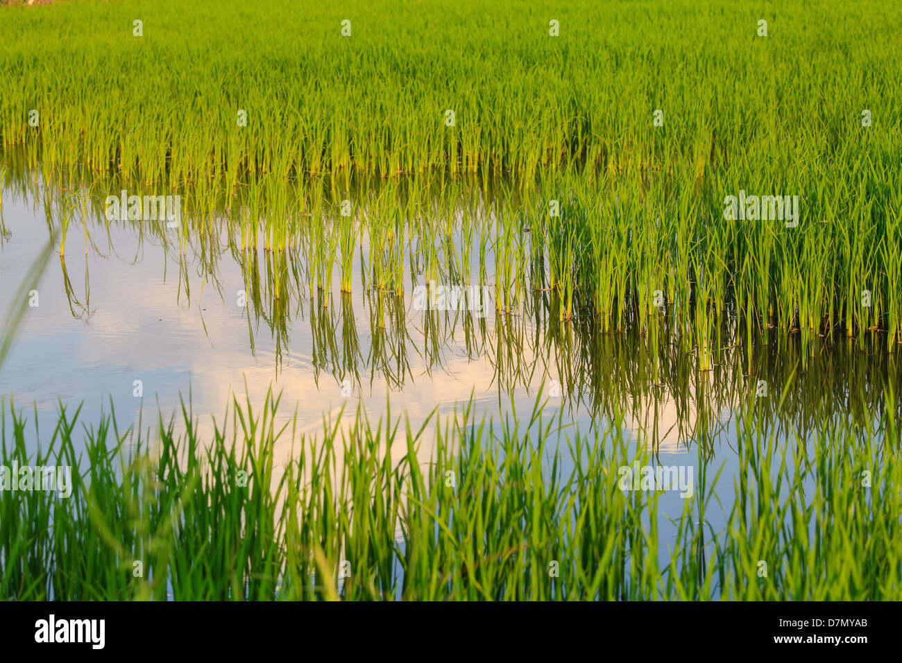 Rice paddy in indigenous hi-res stock photography and images - Alamy