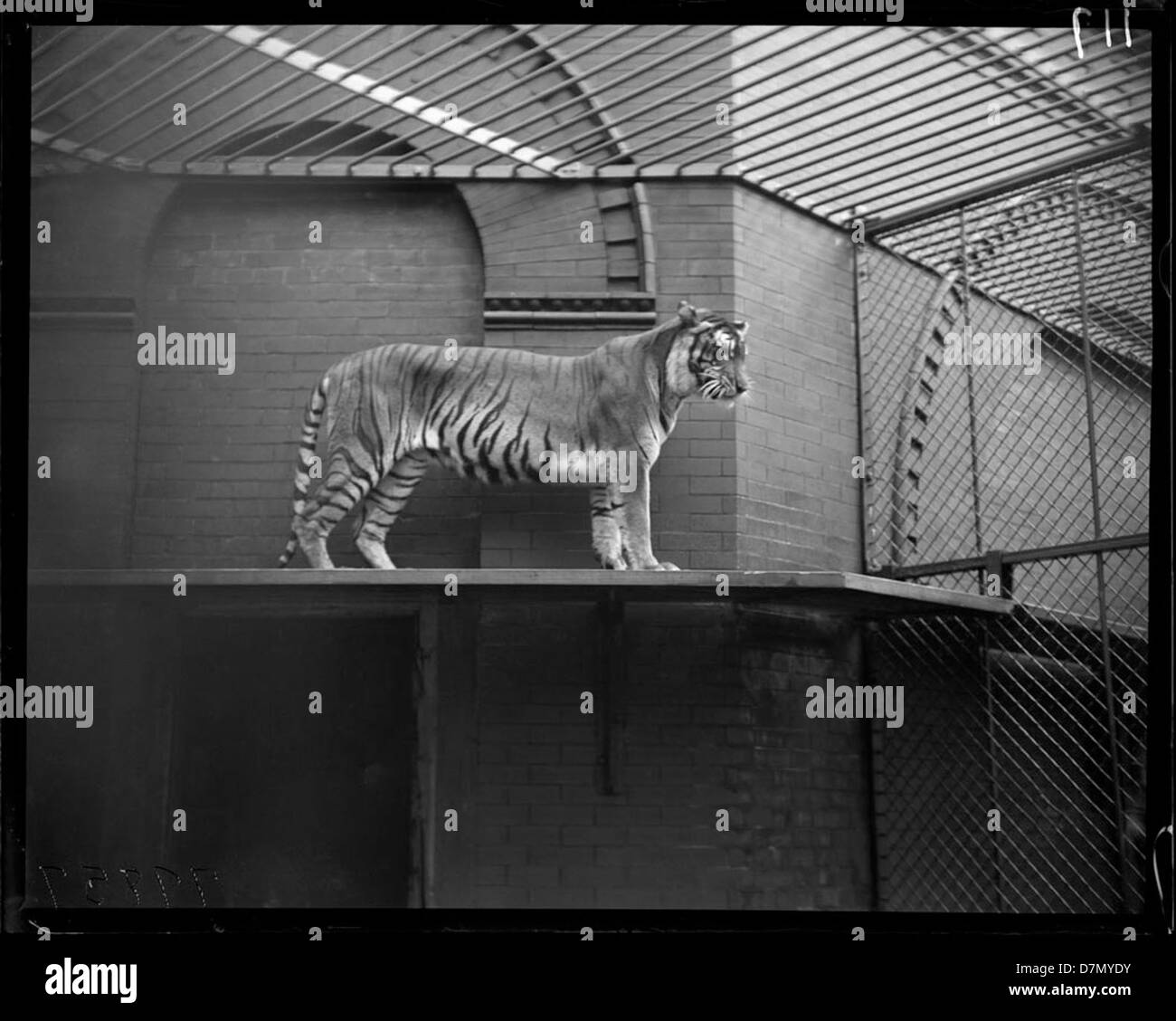 Old tiger cage hi-res stock photography and images - Alamy