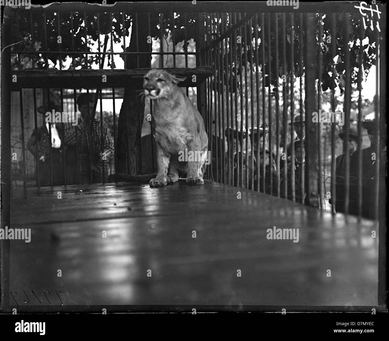 Historical lincoln park zoo hi-res stock photography and images - Alamy