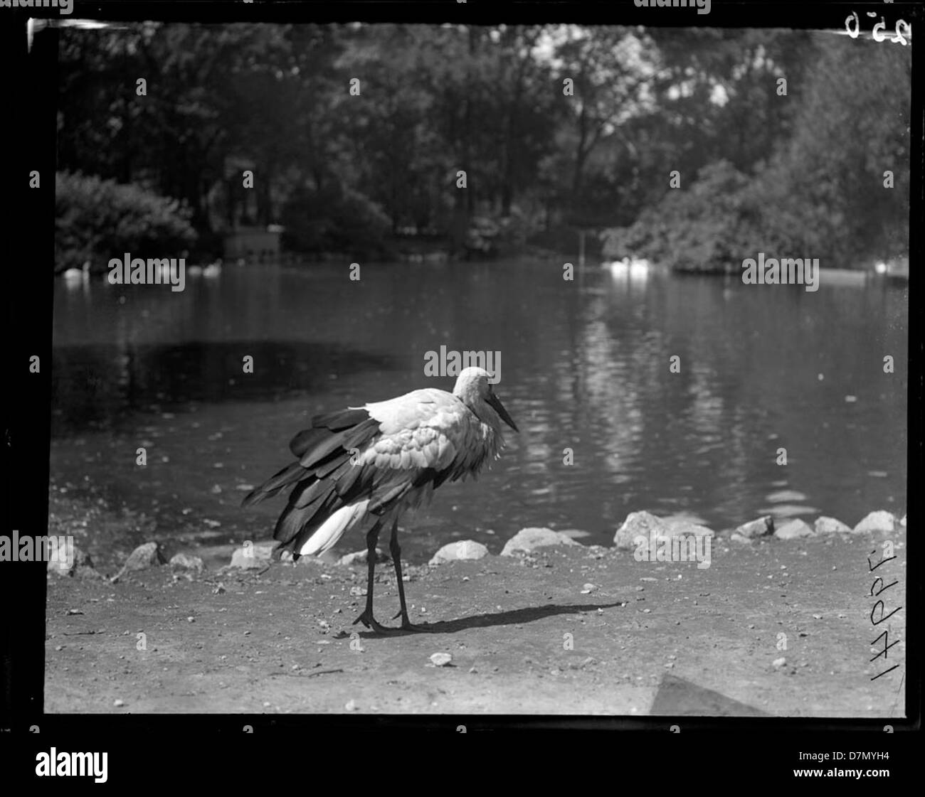 Chicago zoo zoo zoo zoo zoo Black and White Stock Photos & Images - Alamy