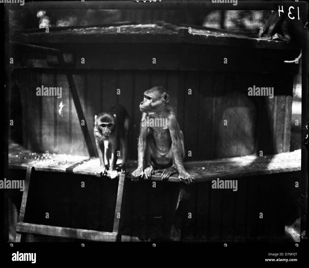 The Lincoln Park Zoo in Chicago is home to a diverse range of animals ...