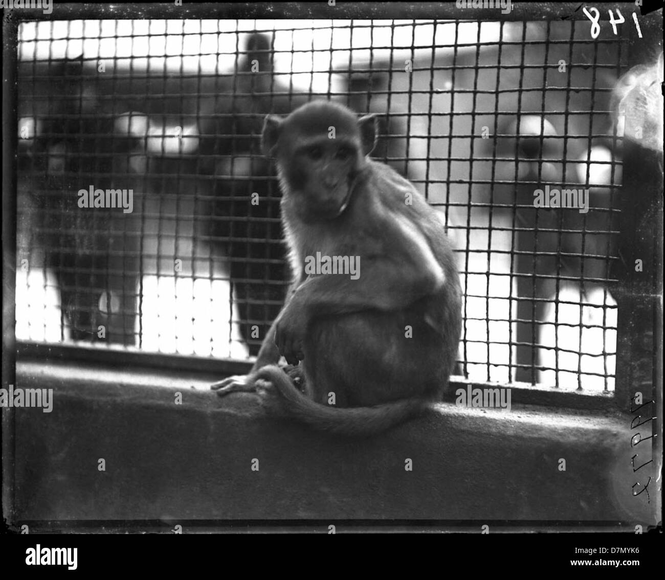 A monkey at the Lincoln Park Zoo in Chicago, Illinois, captured in a ...