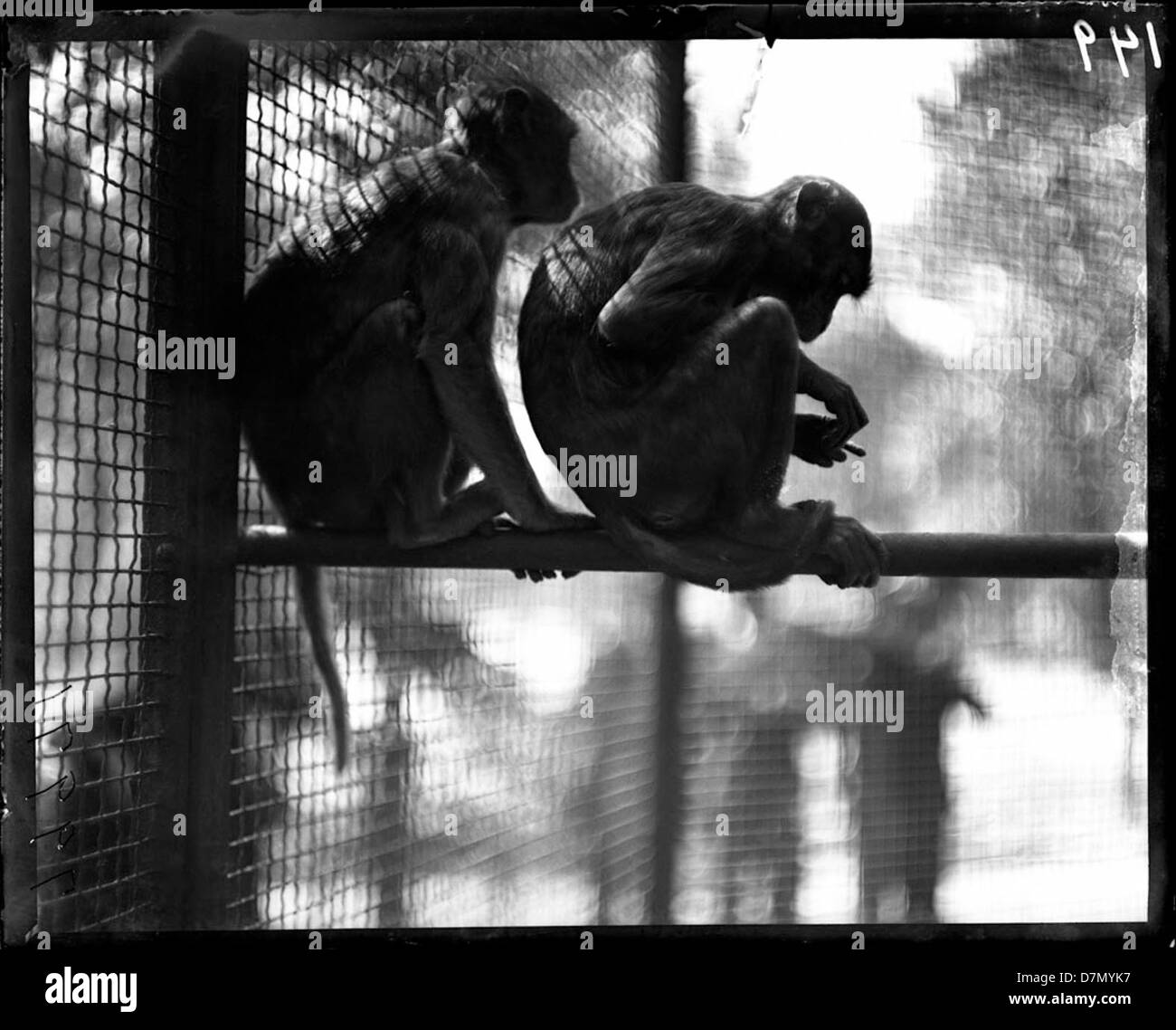 Monkeys at the Lincoln Park Zoo in Chicago, Illinois, a historic zoo ...