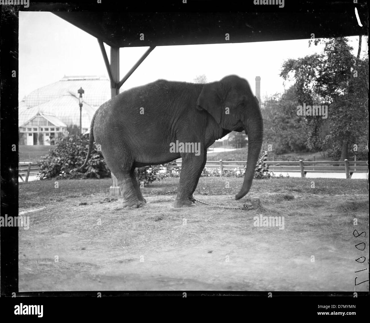 A photograph of an elephant at the Lincoln Park Zoo in Chicago ...