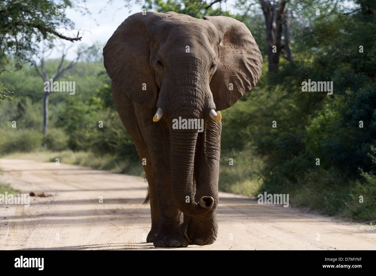 big elephant walking towards camera along road Stock Photo - Alamy