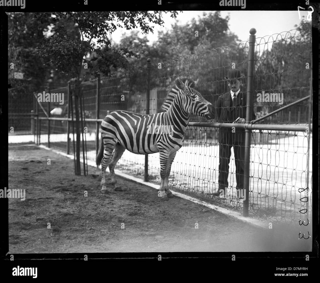Historical zoo zebra hi-res stock photography and images - Alamy