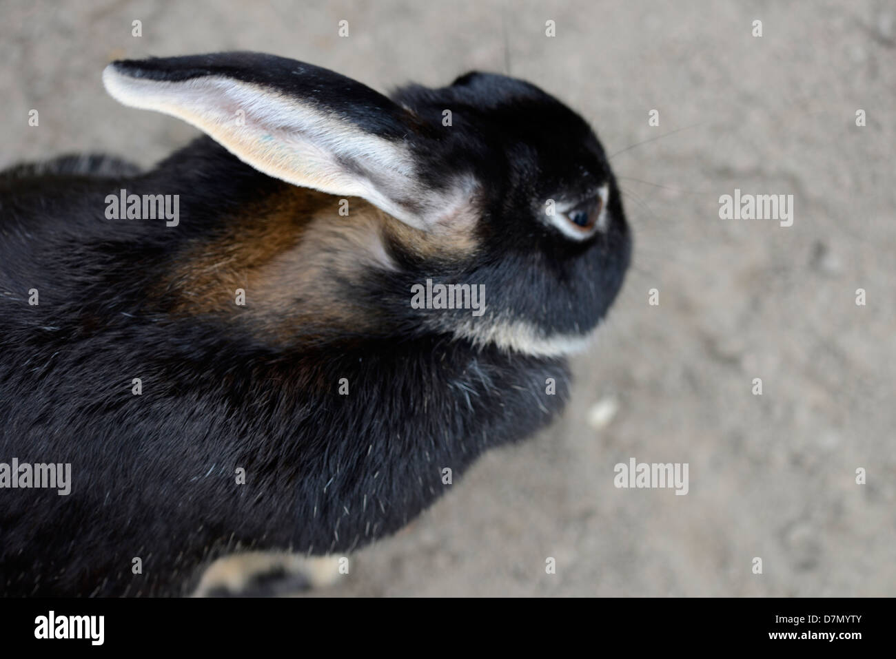 Rabbit reaction hi-res stock photography and images - Alamy
