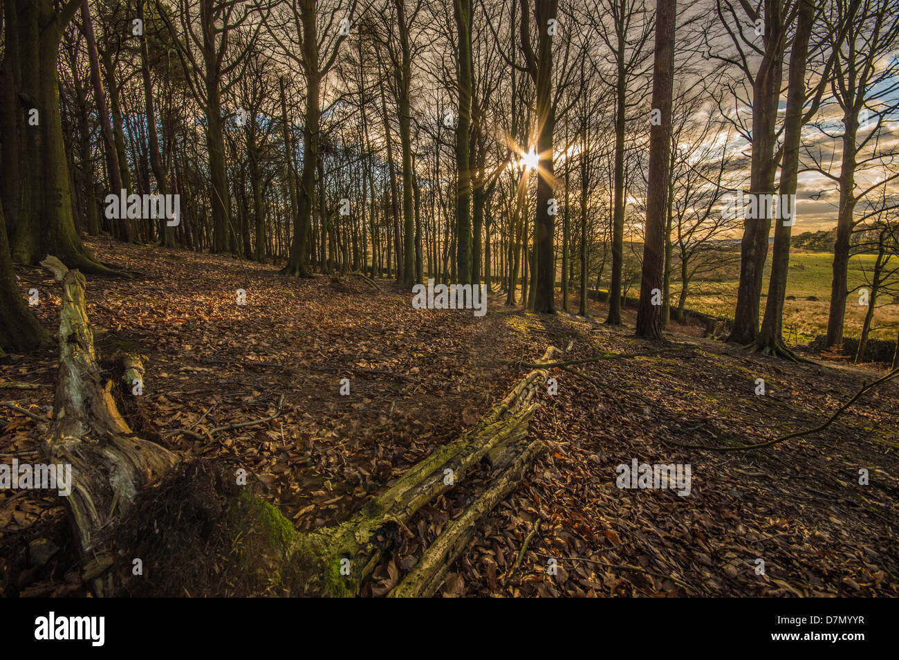 Sun Through the Trees Stock Photo - Alamy