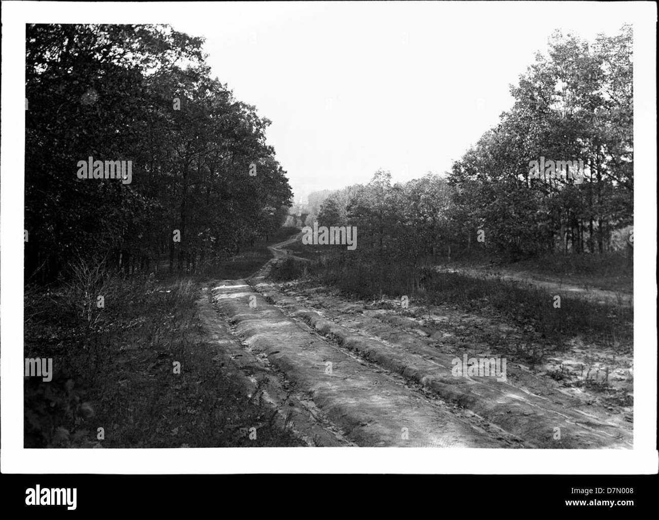 A dirt road with visible wagon tracks runs through Mount Forest in ...