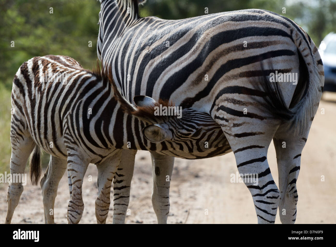 Zebra mom and baby hi-res stock photography and images - Alamy