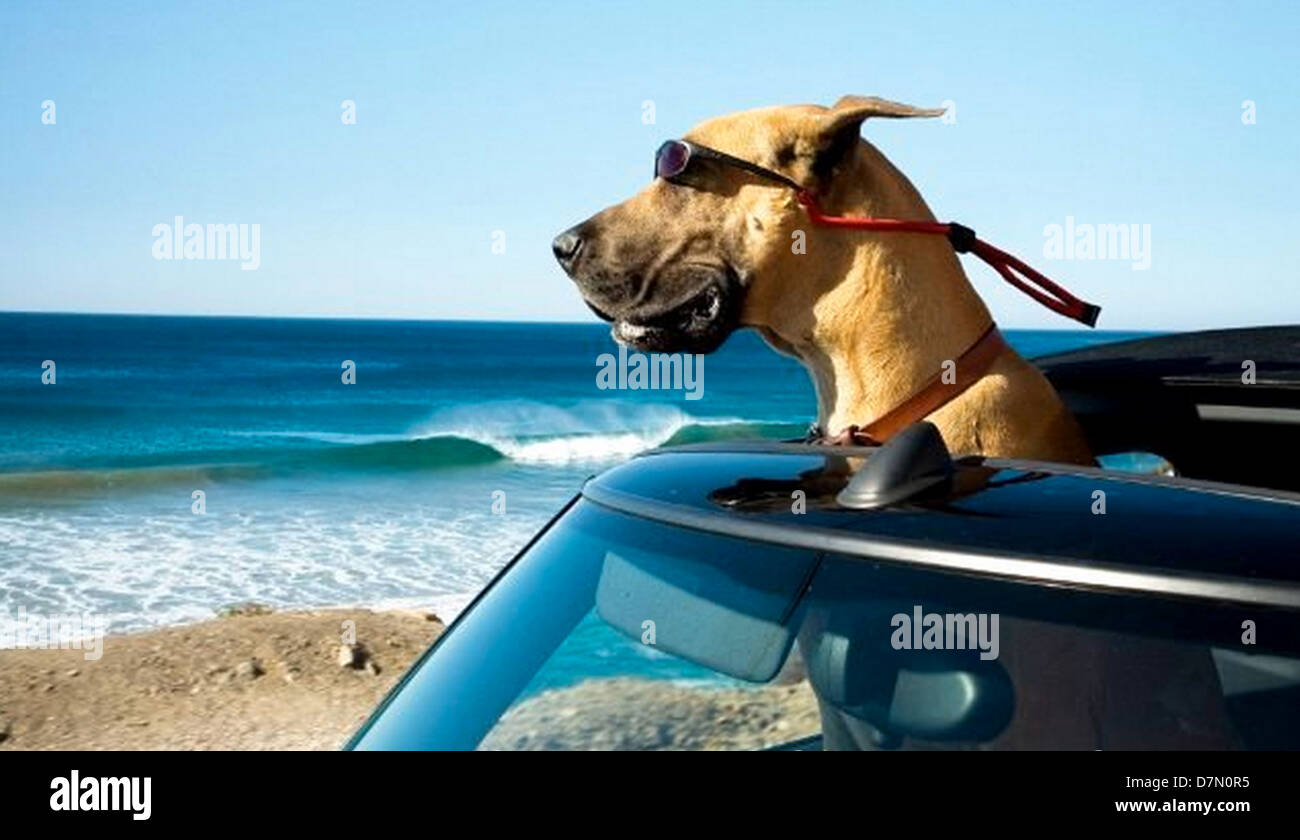 Marmaduke (2010) hi-res stock photography and images - Alamy