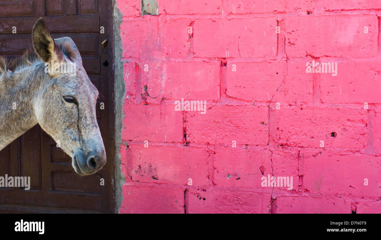 Donkey pink wall baru caratagena atlantico colombia colour hi-res stock ...